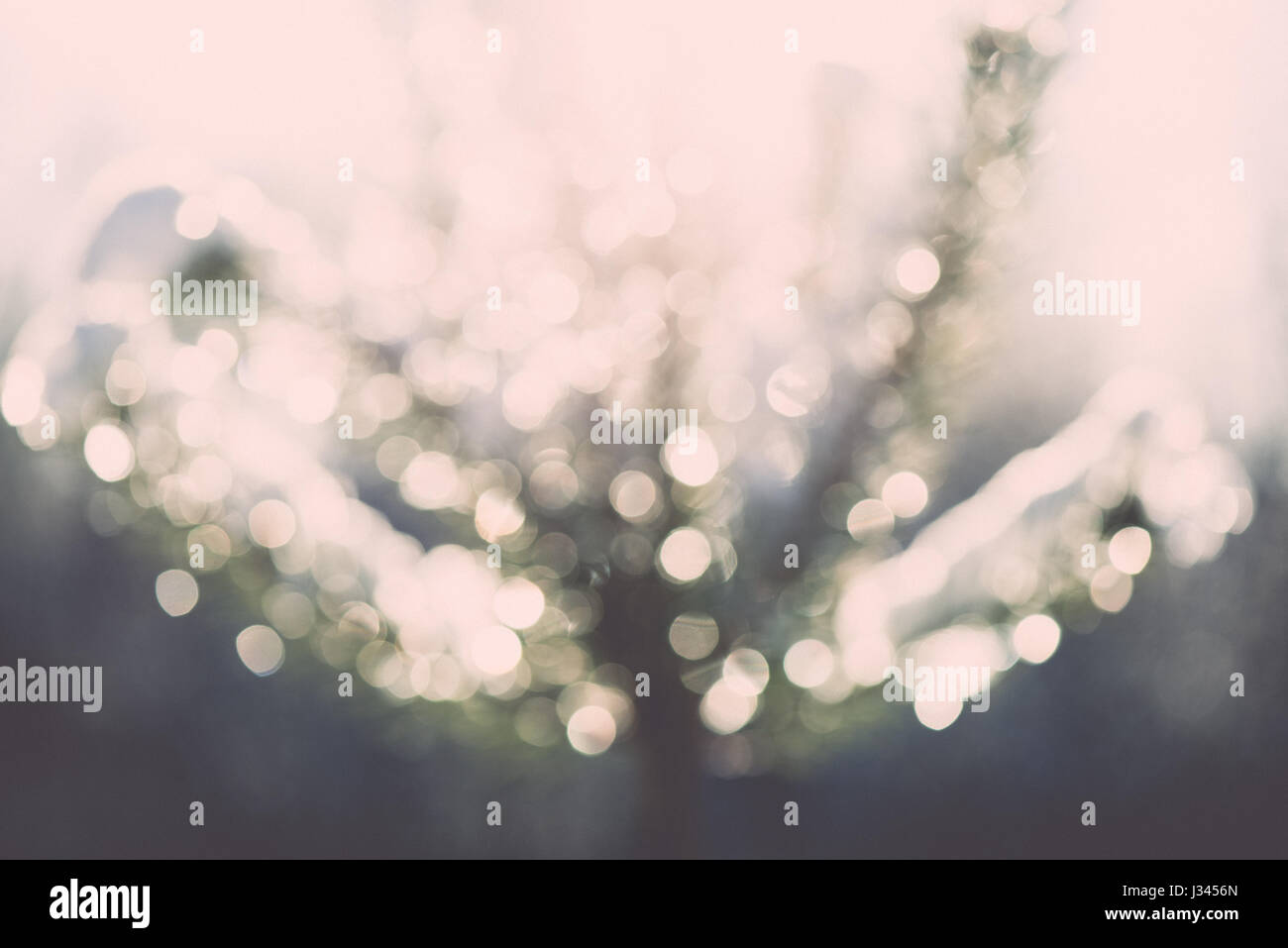 spruce tree in winter with abstract blur boke in bright sunlight ...