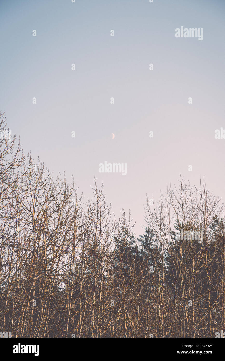 beautiful snowy winter landscape with trees and blue sky - retro ...