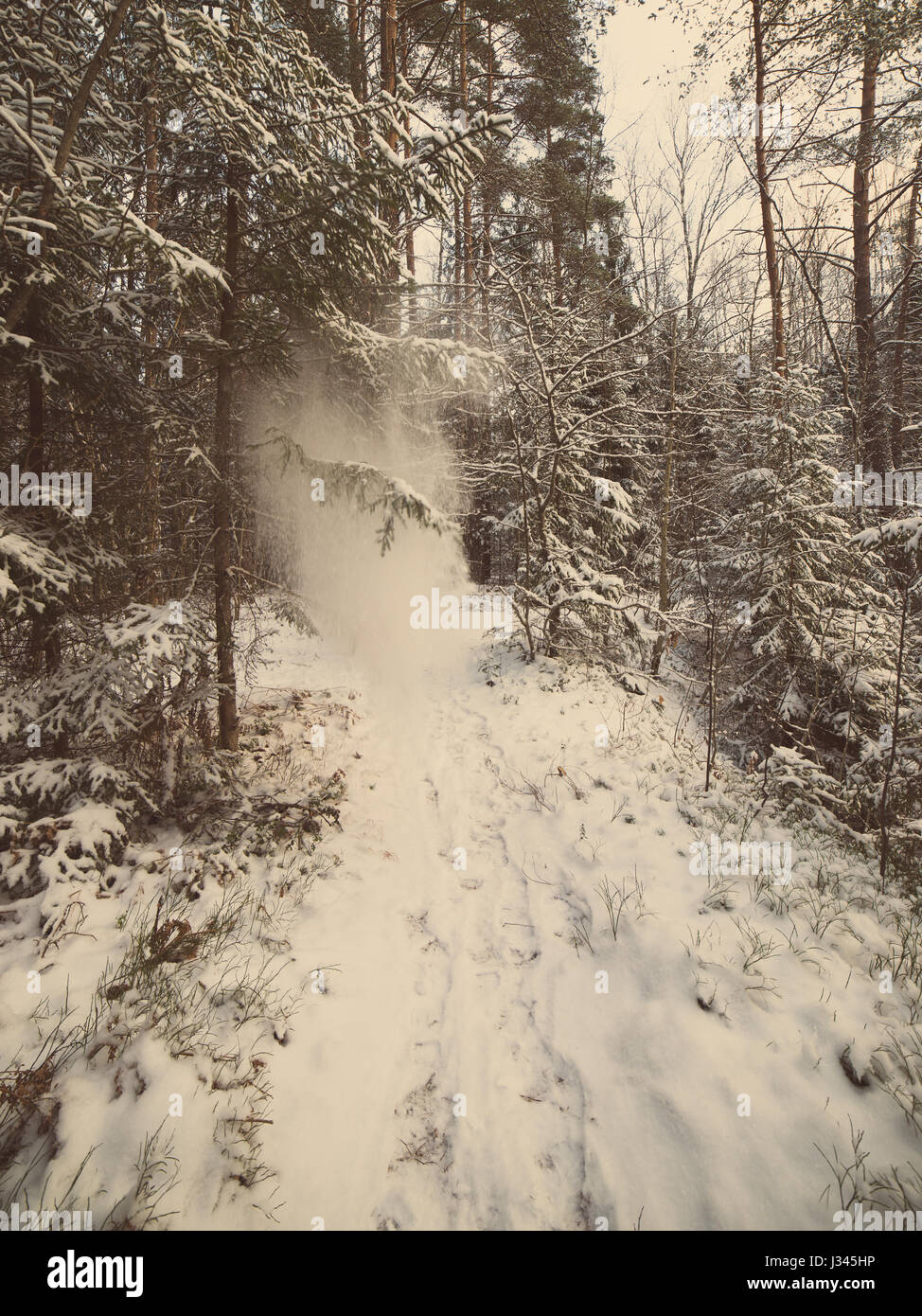snow falling from trees in winter forest landscape - retro vintage ...