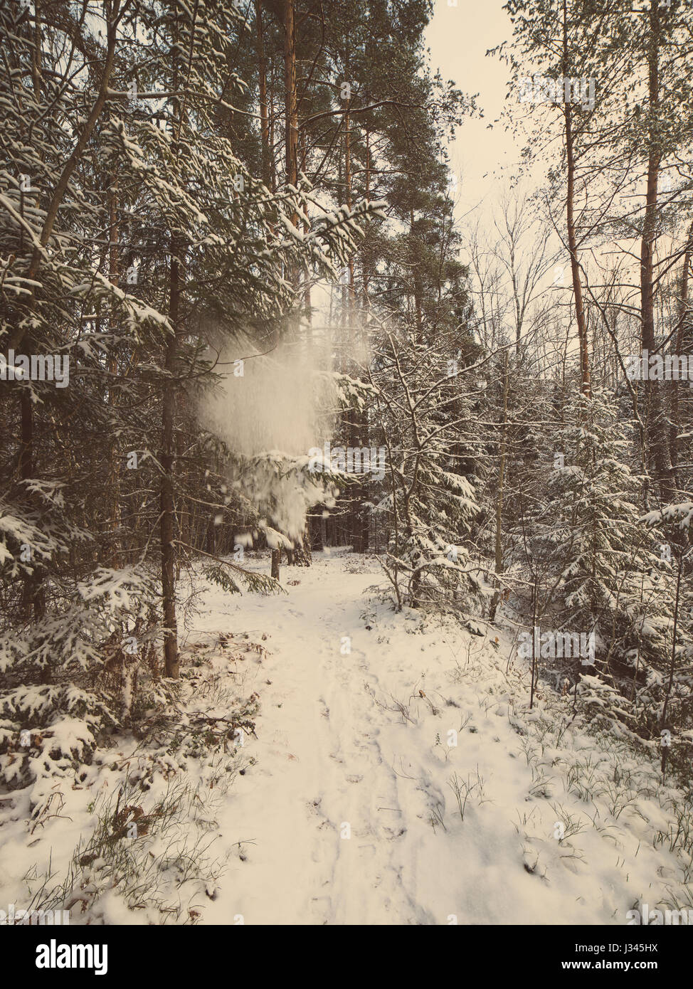 snow falling from trees in winter forest landscape - retro vintage ...
