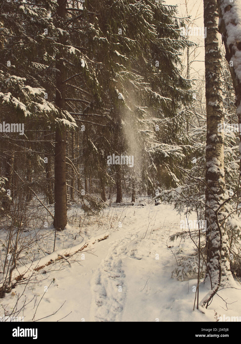 snow falling from trees in winter forest landscape - retro vintage ...