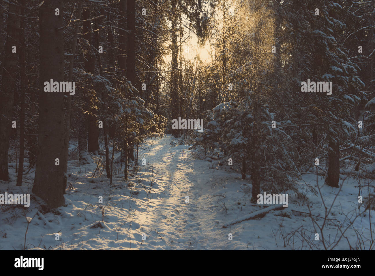 snow falling from trees in winter forest landscape - retro vintage ...