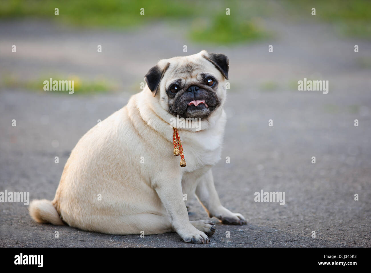 Fat pug hi-res stock photography and images - Alamy