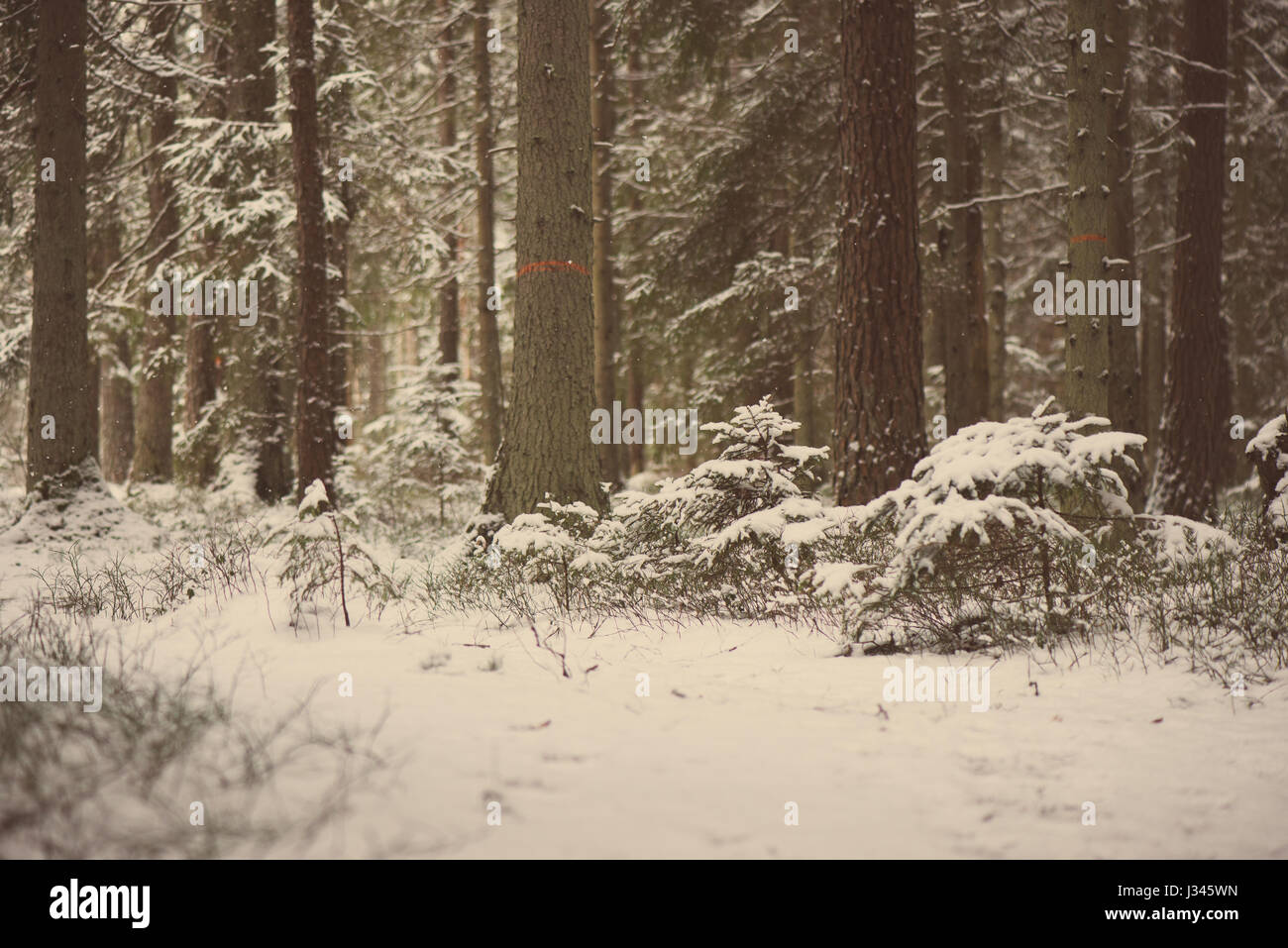 snowy winter forest with snow covered trees in country - retro vintage ...