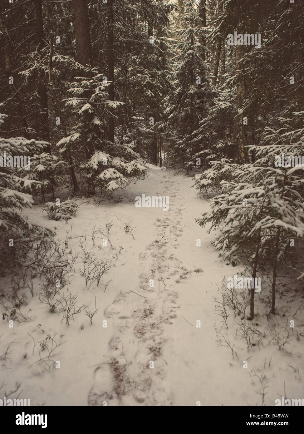 snowy winter forest with snow covered trees in country - retro vintage ...