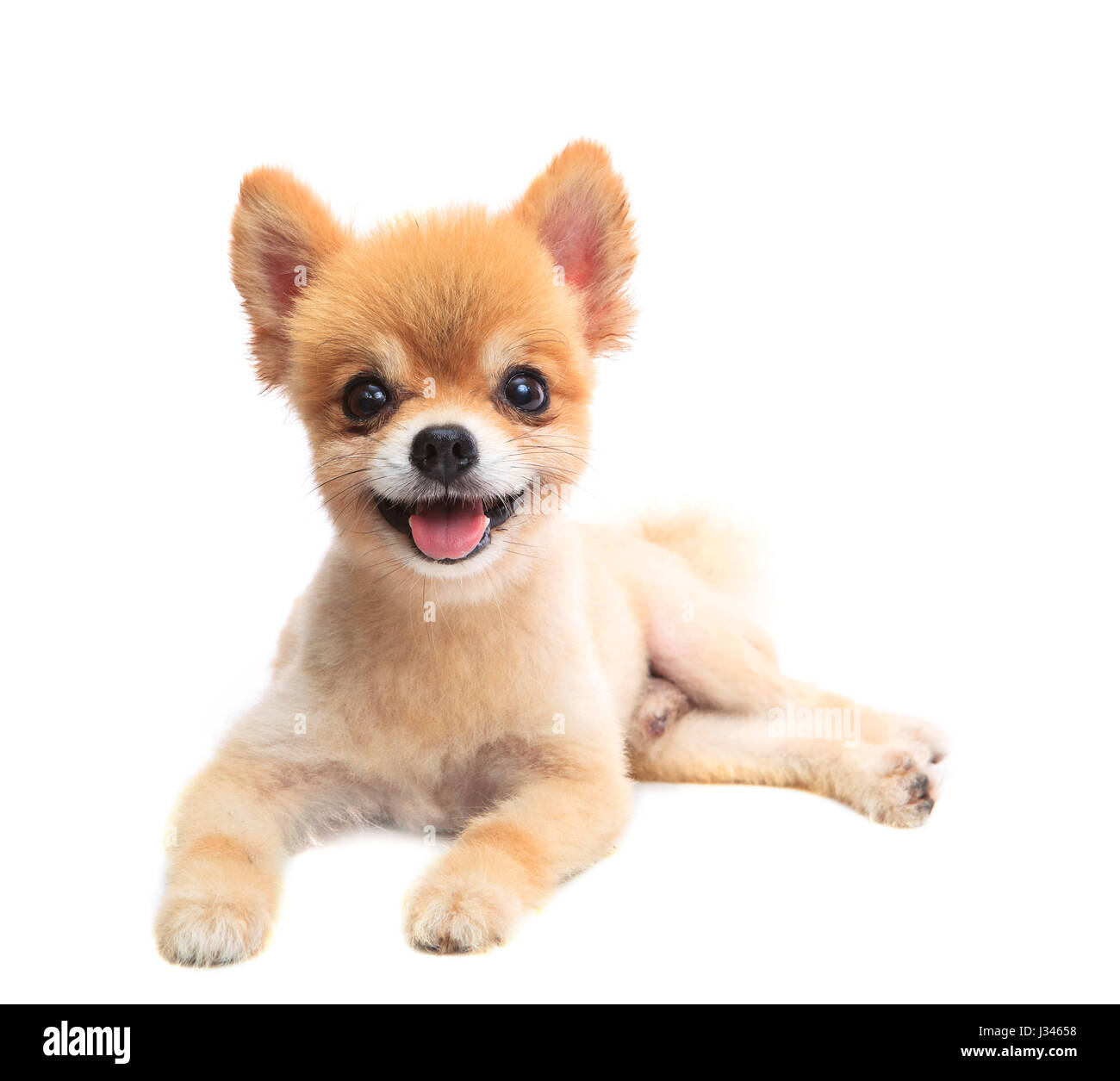 close up face of pomeranian puppy dog lying isolated white background ...