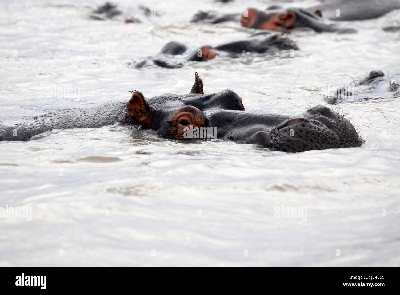 Hippo Meat High Resolution Stock Photography and Images - Alamy