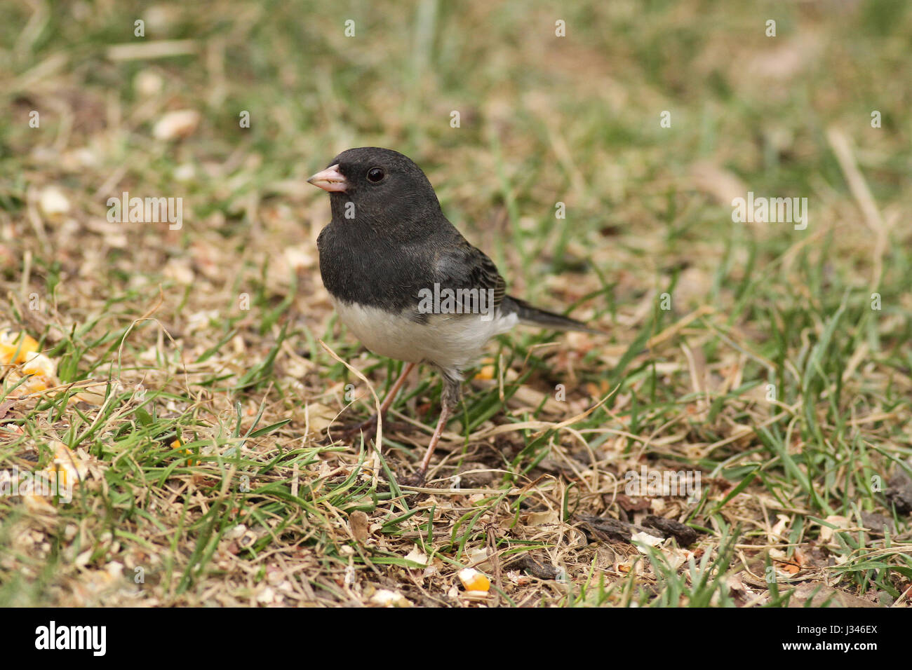 Slate colored junco hi-res stock photography and images - Alamy