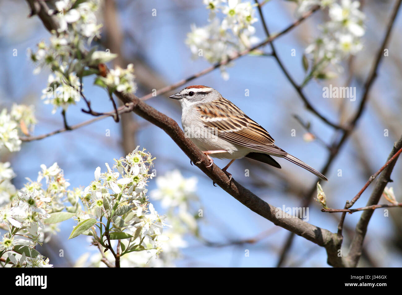 Serviceberry bird hi-res stock photography and images - Alamy