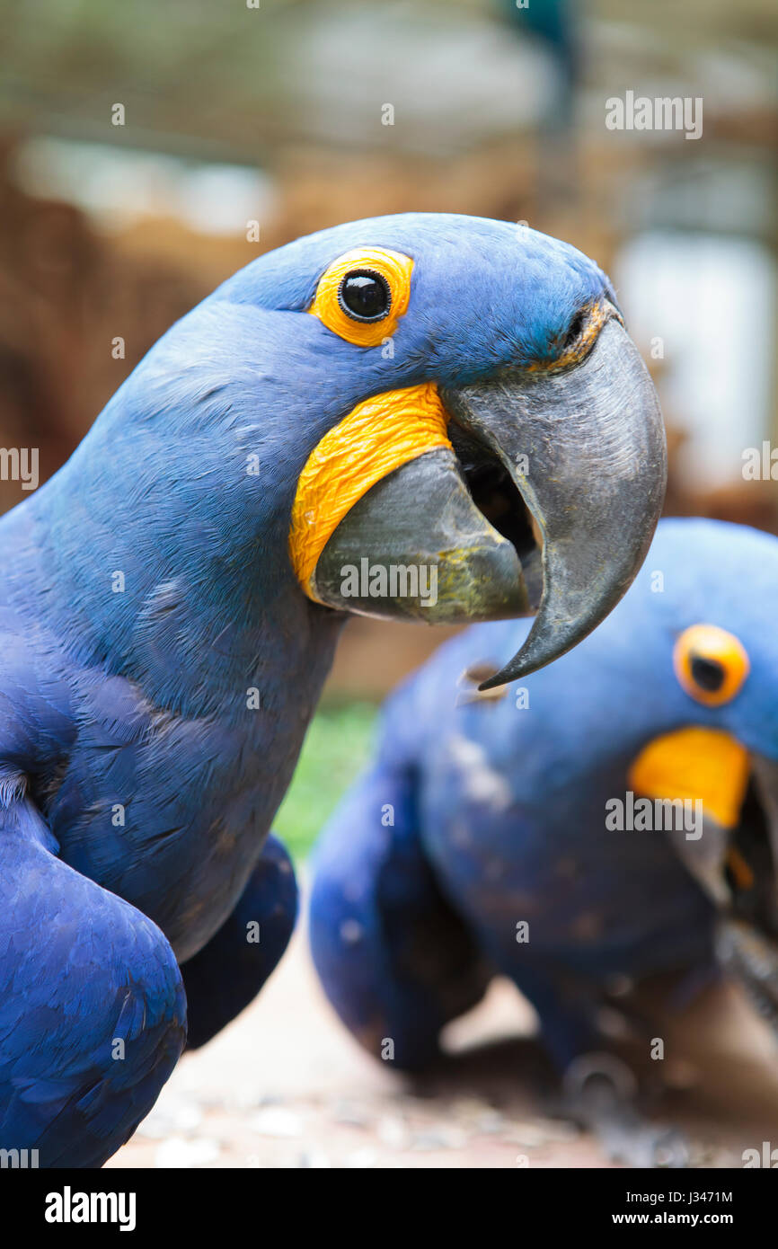 Purple Hyacinth Macaw
