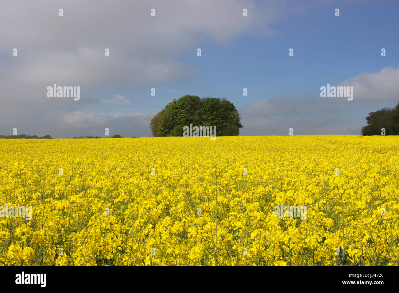 Rapeseed oil fields in hi-res stock photography and images - Alamy