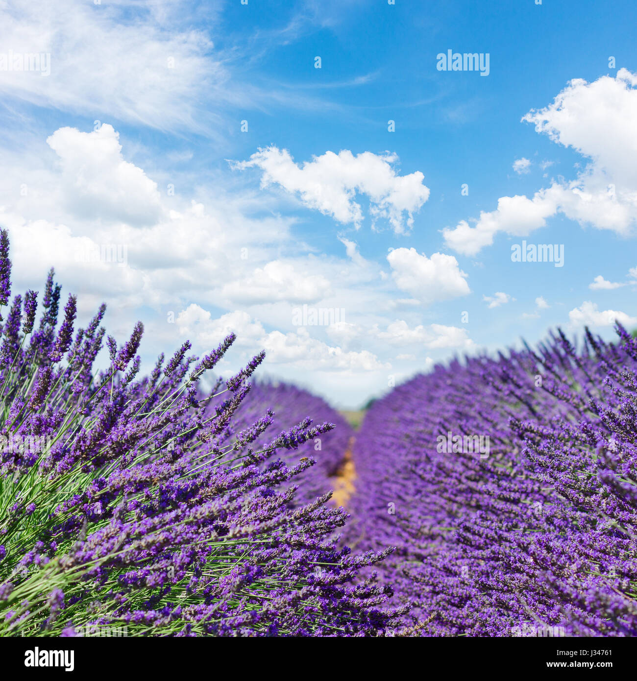 Lavender field at summer Stock Photo - Alamy