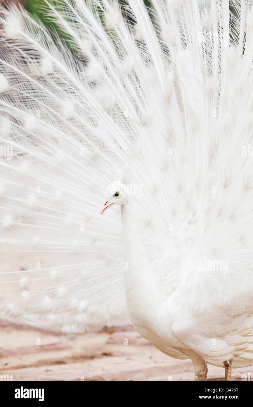 close up face of white indian peacock with beautiful breeding fan tail ...