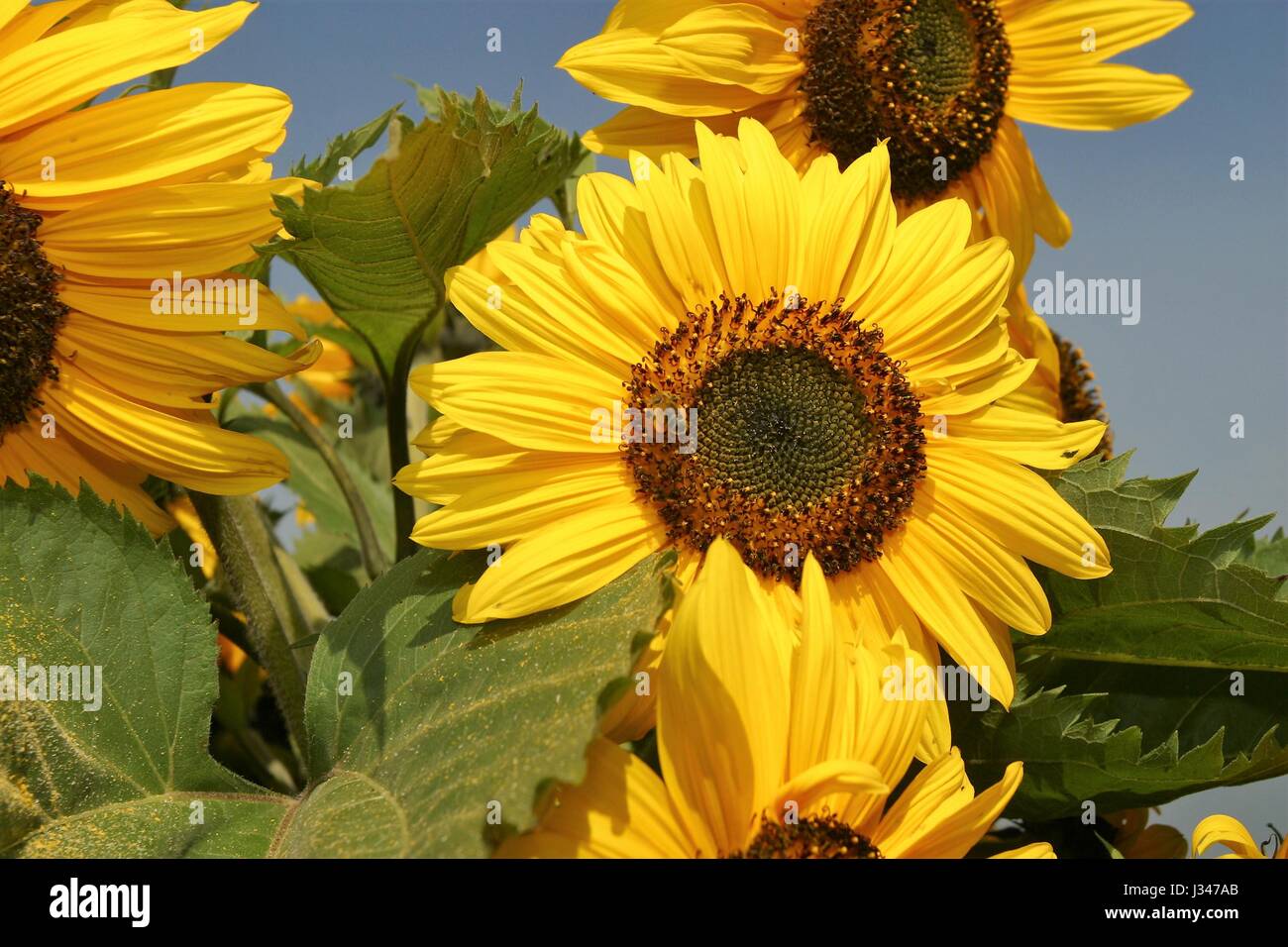 SUN FLOWER IN DOMINICAN REPUBLIC Stock Photo - Alamy