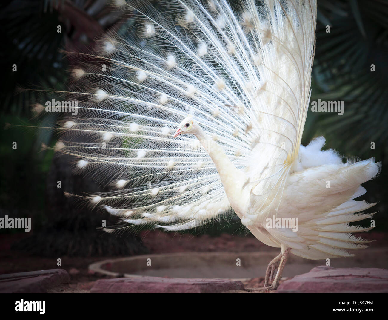 white male indian peacock with beautiful fan tail plumage feather ...