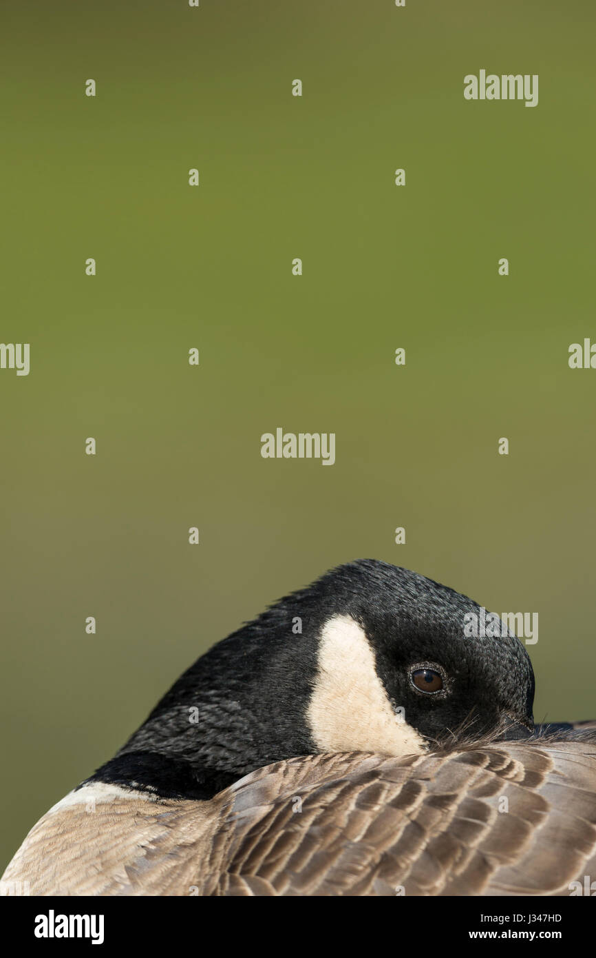Close up head of Cackling Canada Goose Branta canadensis minimus ...