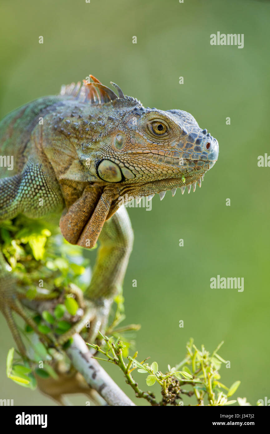 Green iguana iguana iguana in tree hi-res stock photography and images ...