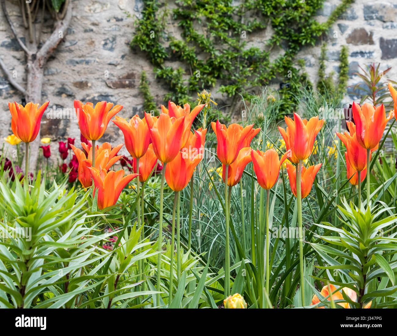 Side view of growing orange tulip flowers Stock Photo - Alamy