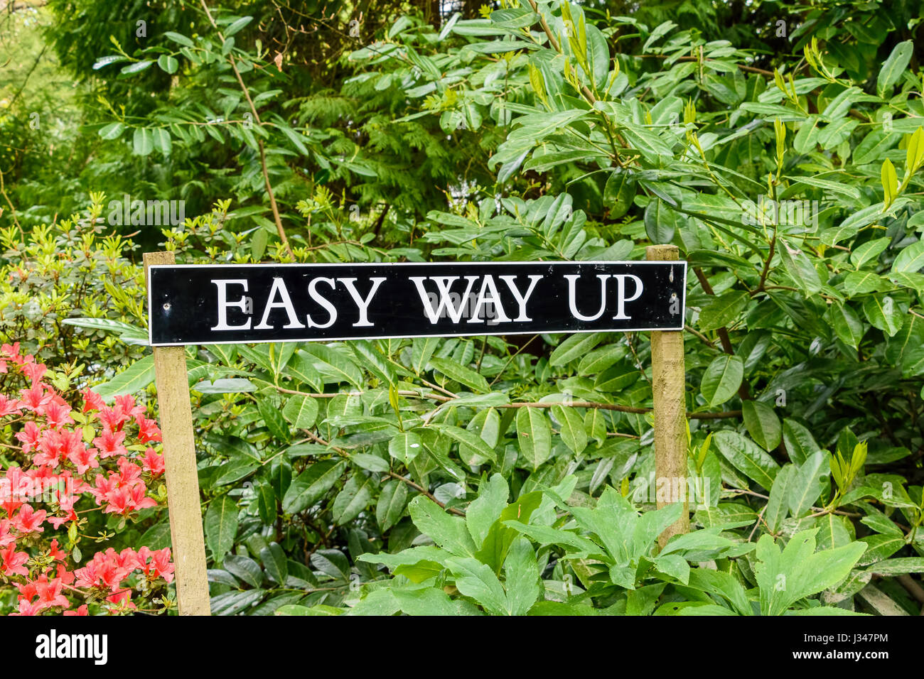 A sign in bushes with the words Easy Way Up Stock Photo - Alamy
