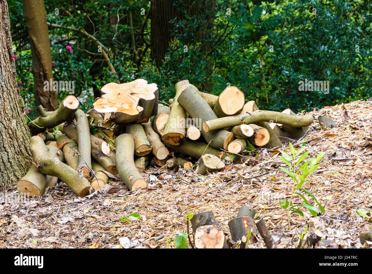 Logs from chopped up trees in a pile Stock Photo - Alamy