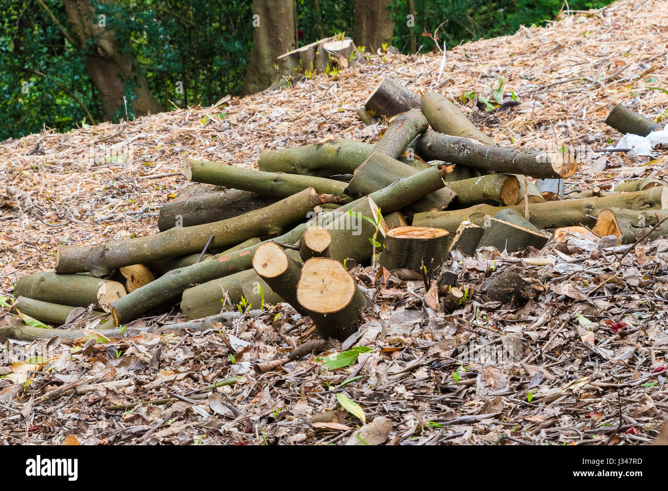 Logs from chopped up trees in a pile Stock Photo - Alamy