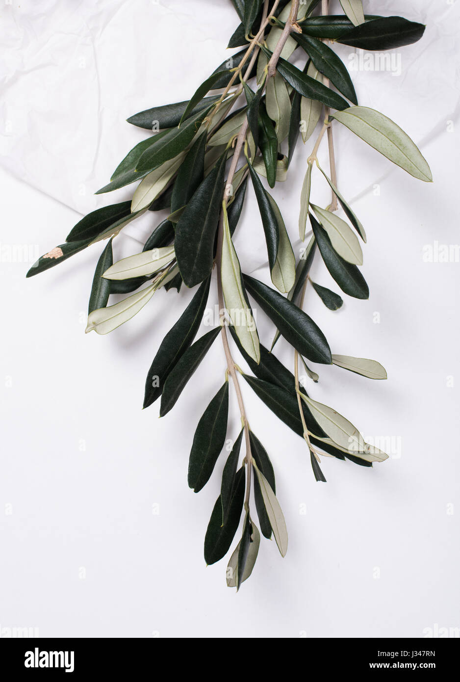 Olive branches on white tabletop background with copyspace Stock Photo ...