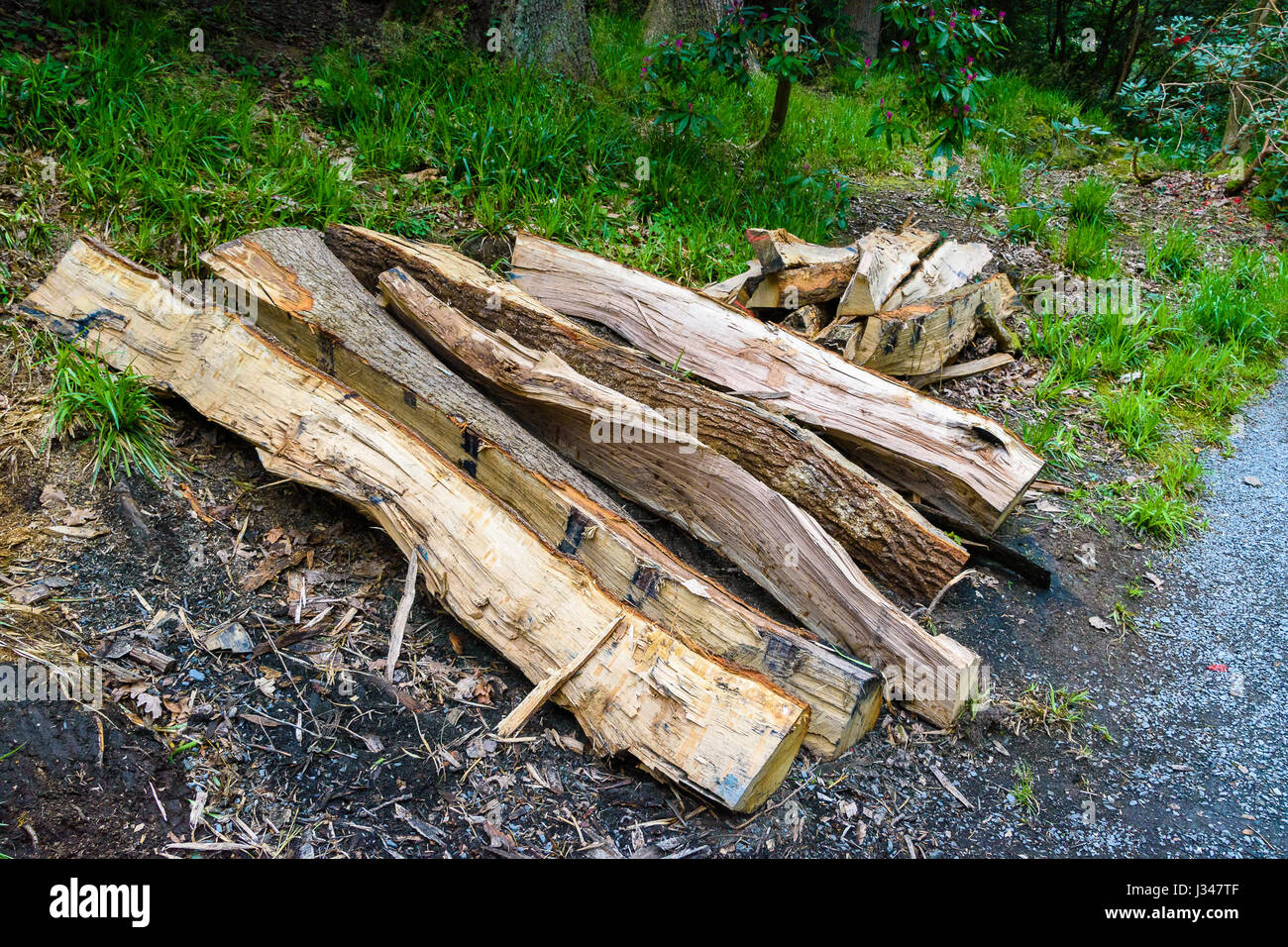 Log laying on the ground hi-res stock photography and images - Alamy
