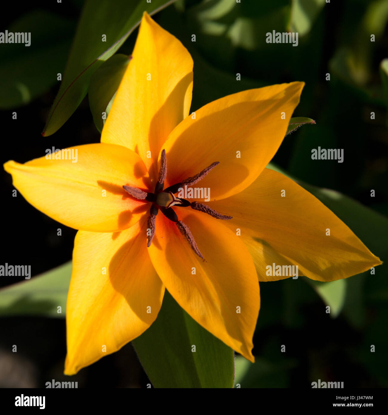 Dianthus amurensis hi-res stock photography and images - Alamy