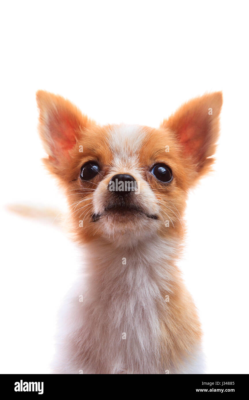 close up face of fancy pomeranian dog puppy isolated on white ...