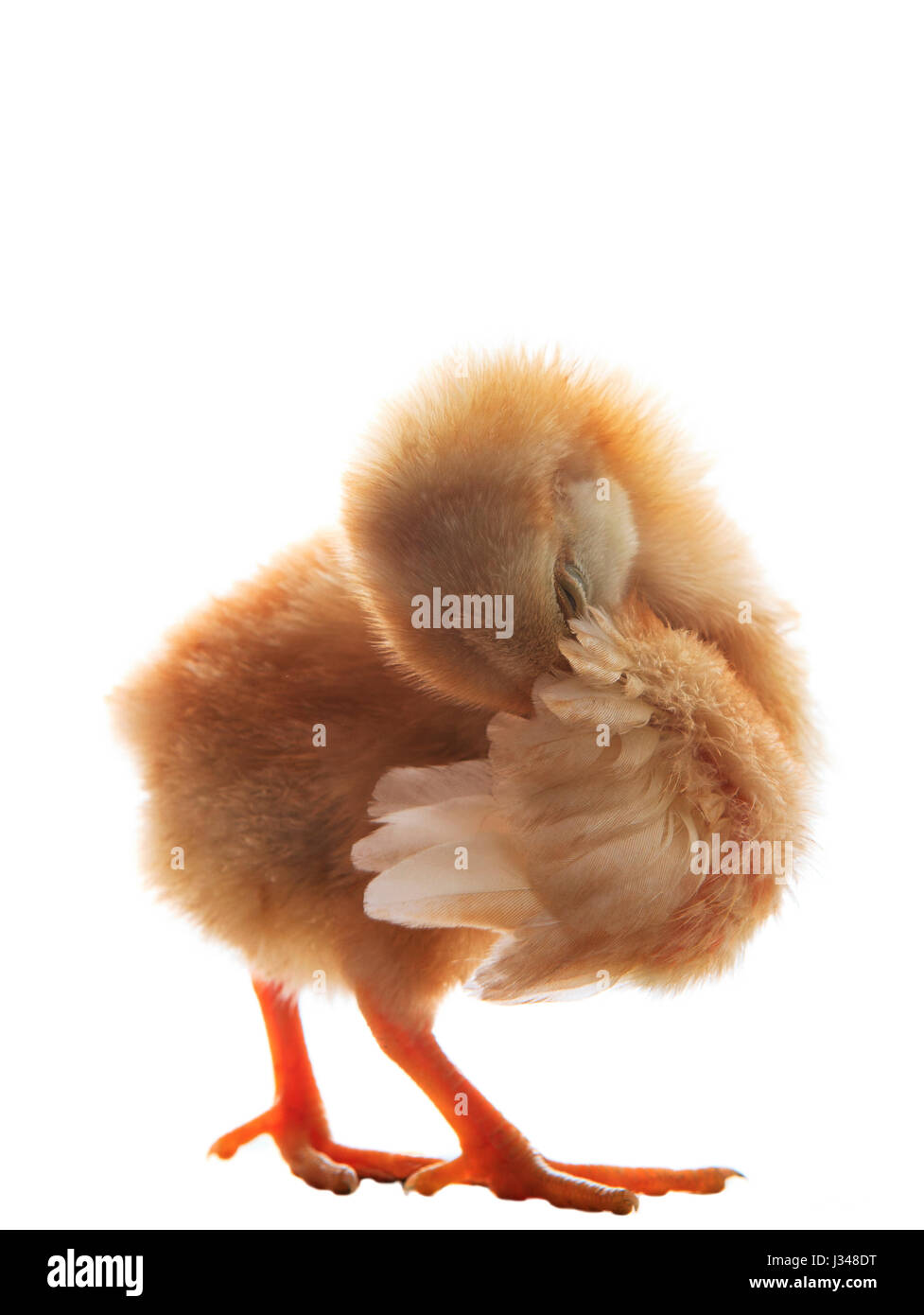 young little chick baby preen wing plumage feather isolated on white ...