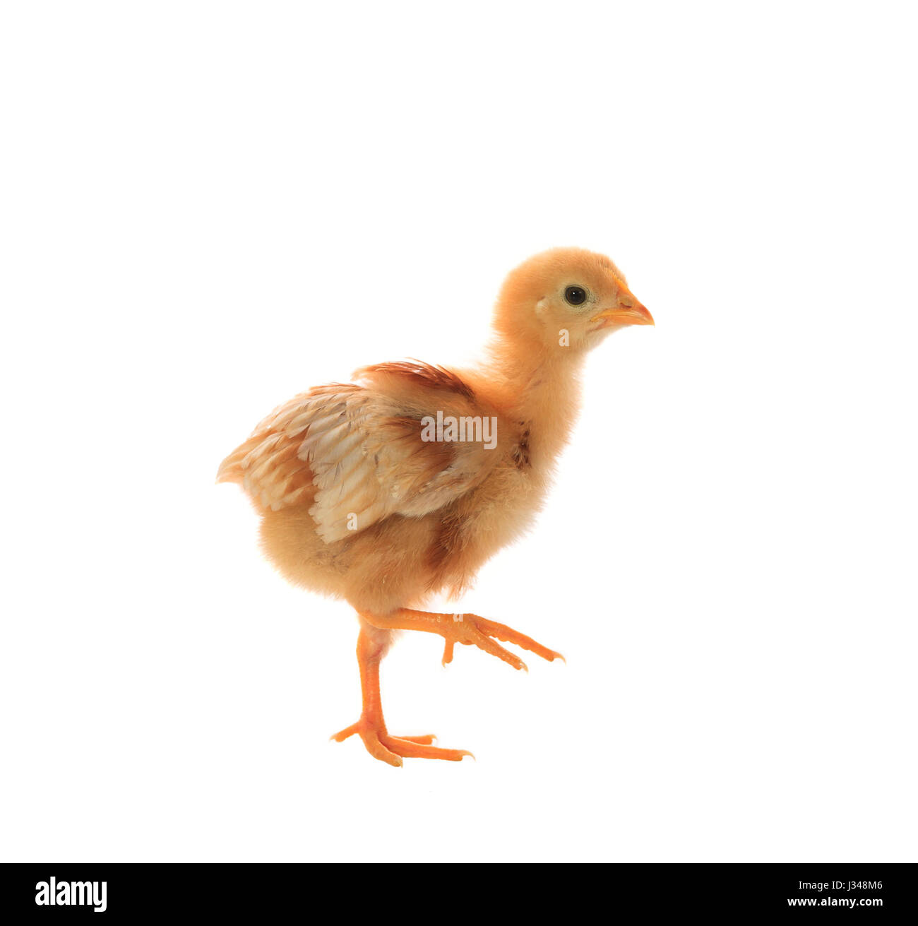 young yellow chicken standing on white background use for animals and ...