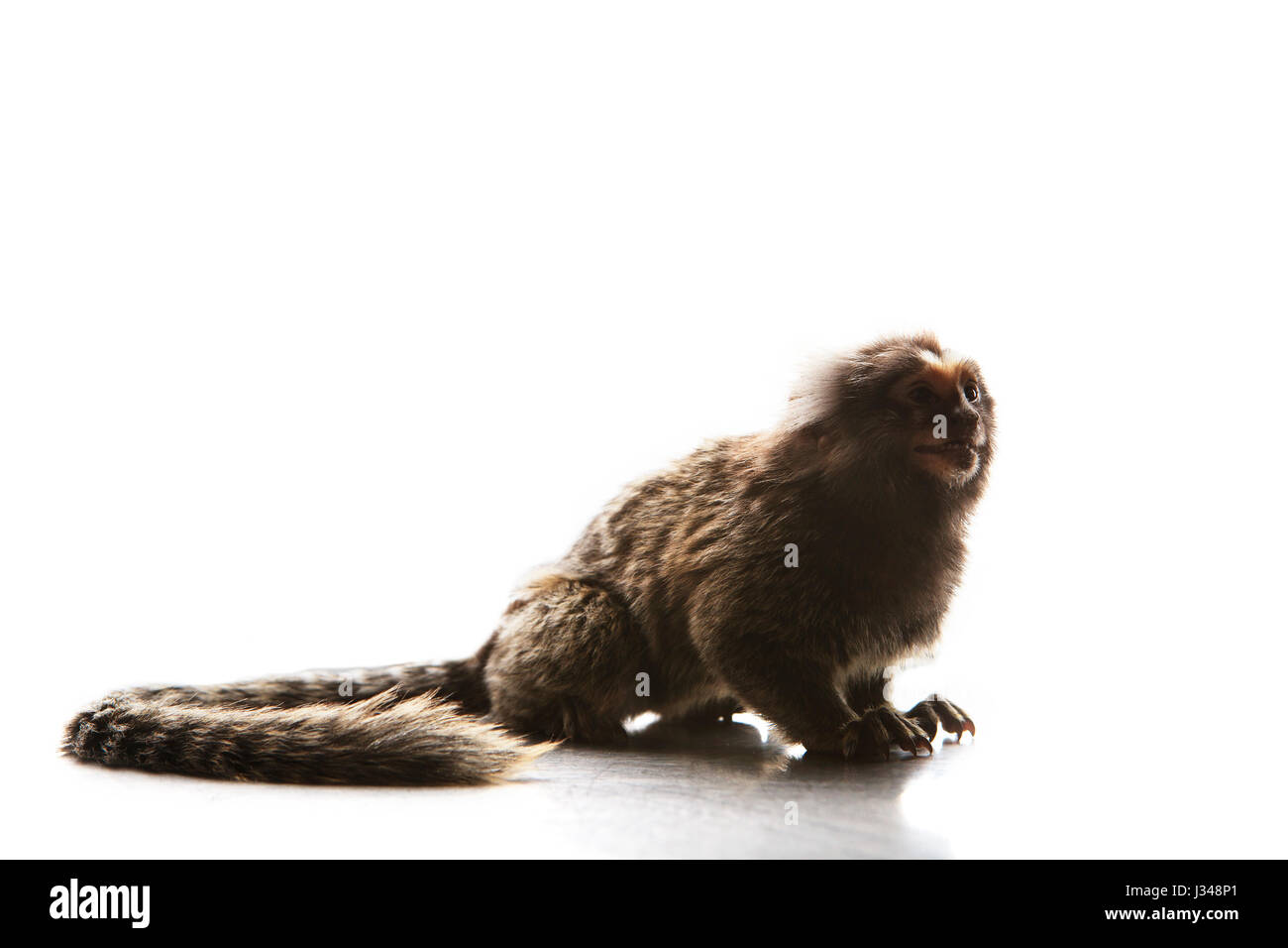 full body and tail of Marmoset Callithricidae smallest monkey wild life ...