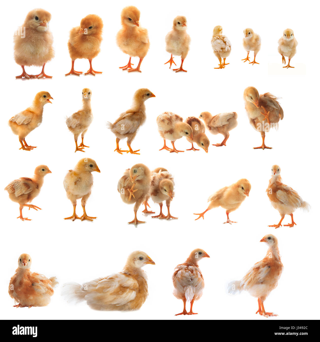 mixed variety acting of young yellow chick isolated on white background ...