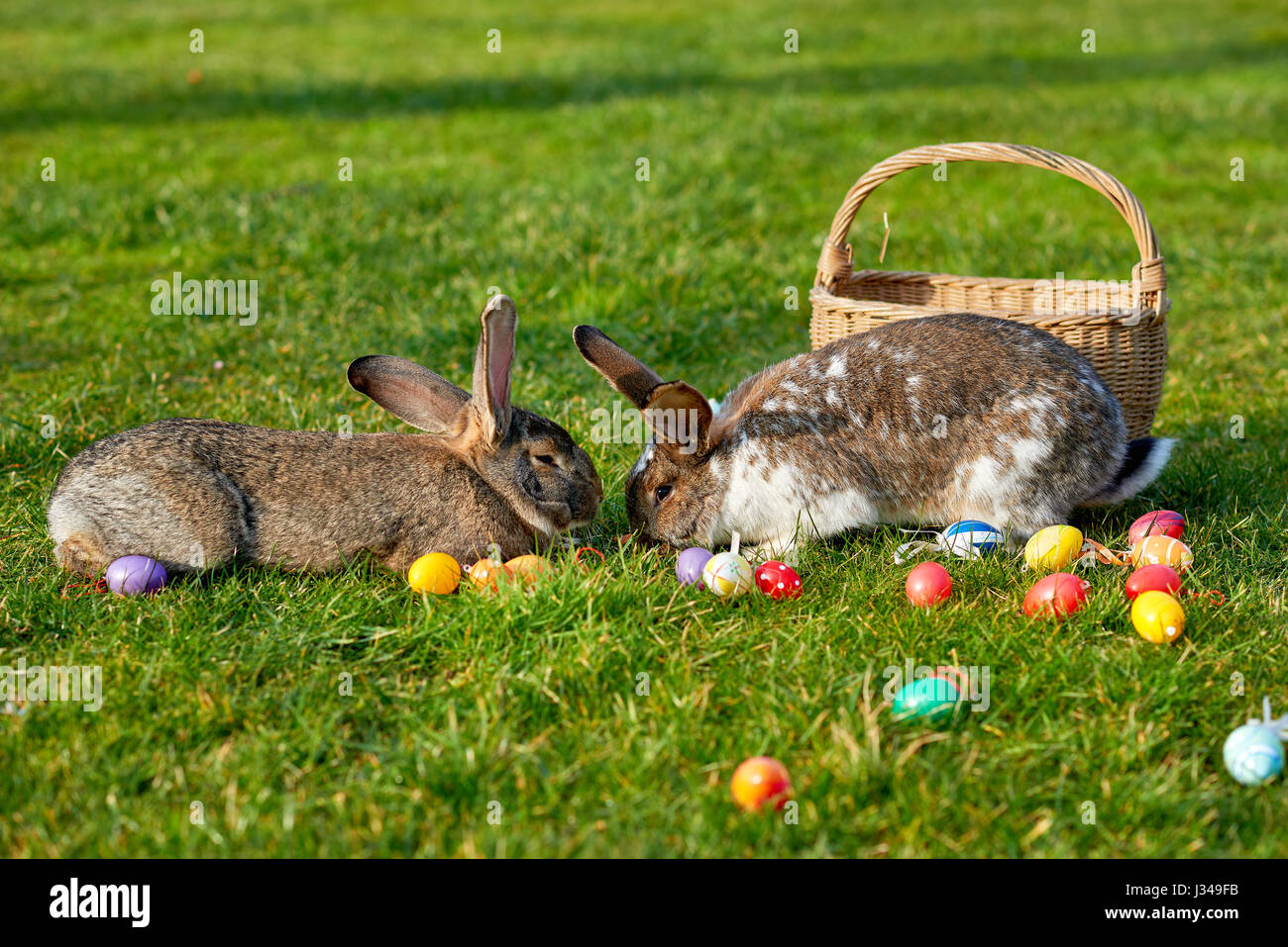 easter bunny with eggs Stock Photo - Alamy
