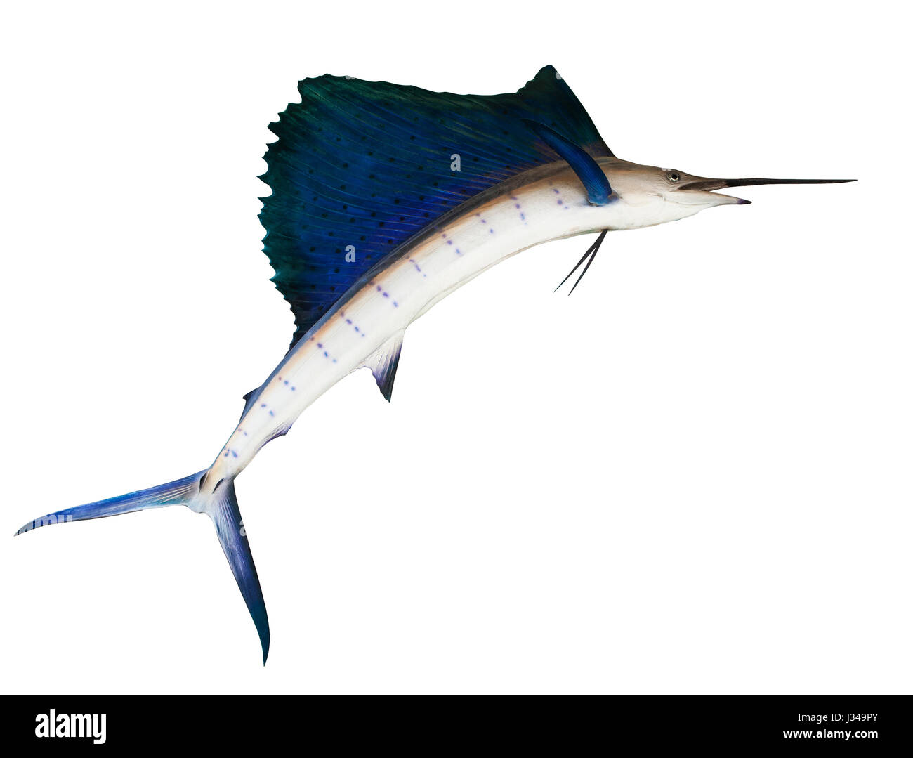 sailfish flying midair isolated white background use for marine ,sea ...