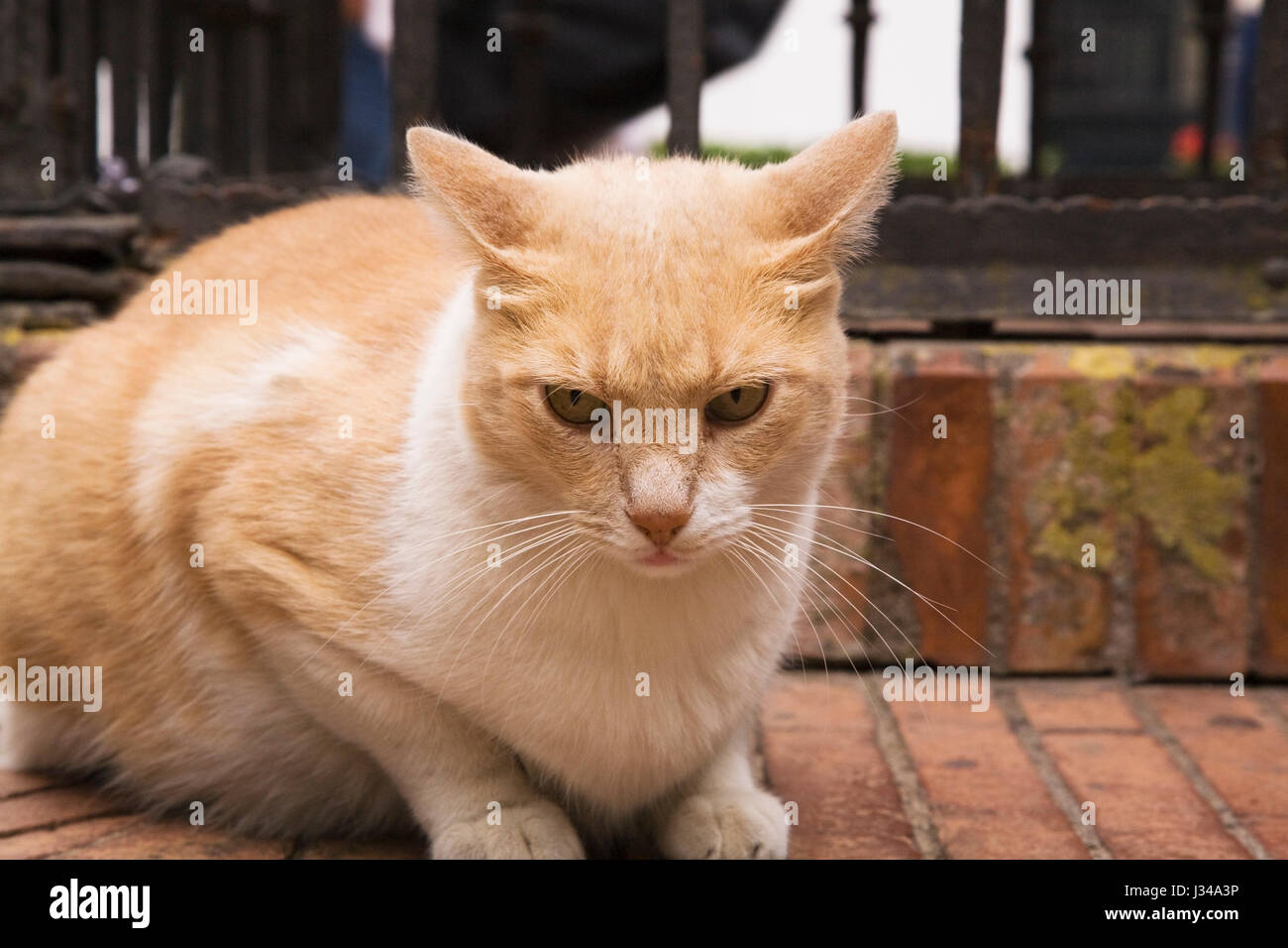 Stray cat in a park with a concentrated look Stock Photo - Alamy