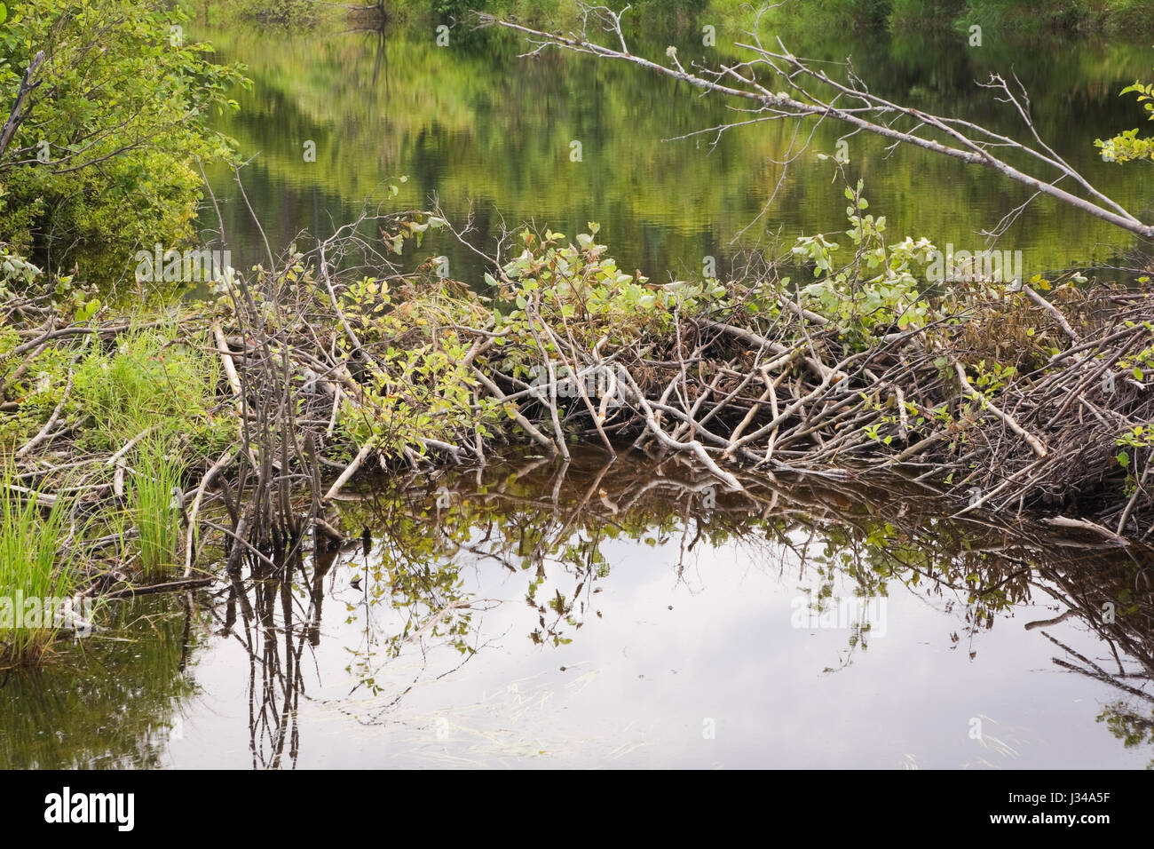 Canadian beaver Castor canadensis dam on a lake in summer, Laurentians ...