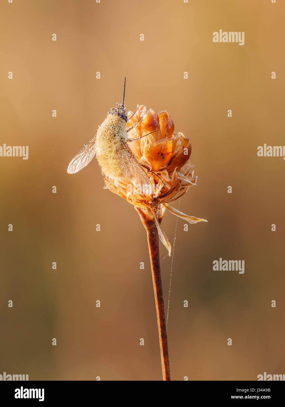 A dew covered Bee Fly (Systoechus solitus) perches on its overnight ...