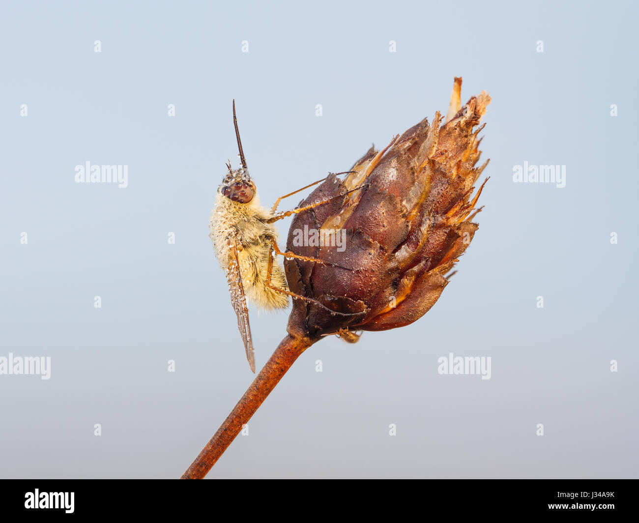 A dew covered Bee Fly (Systoechus solitus) perches on its overnight ...