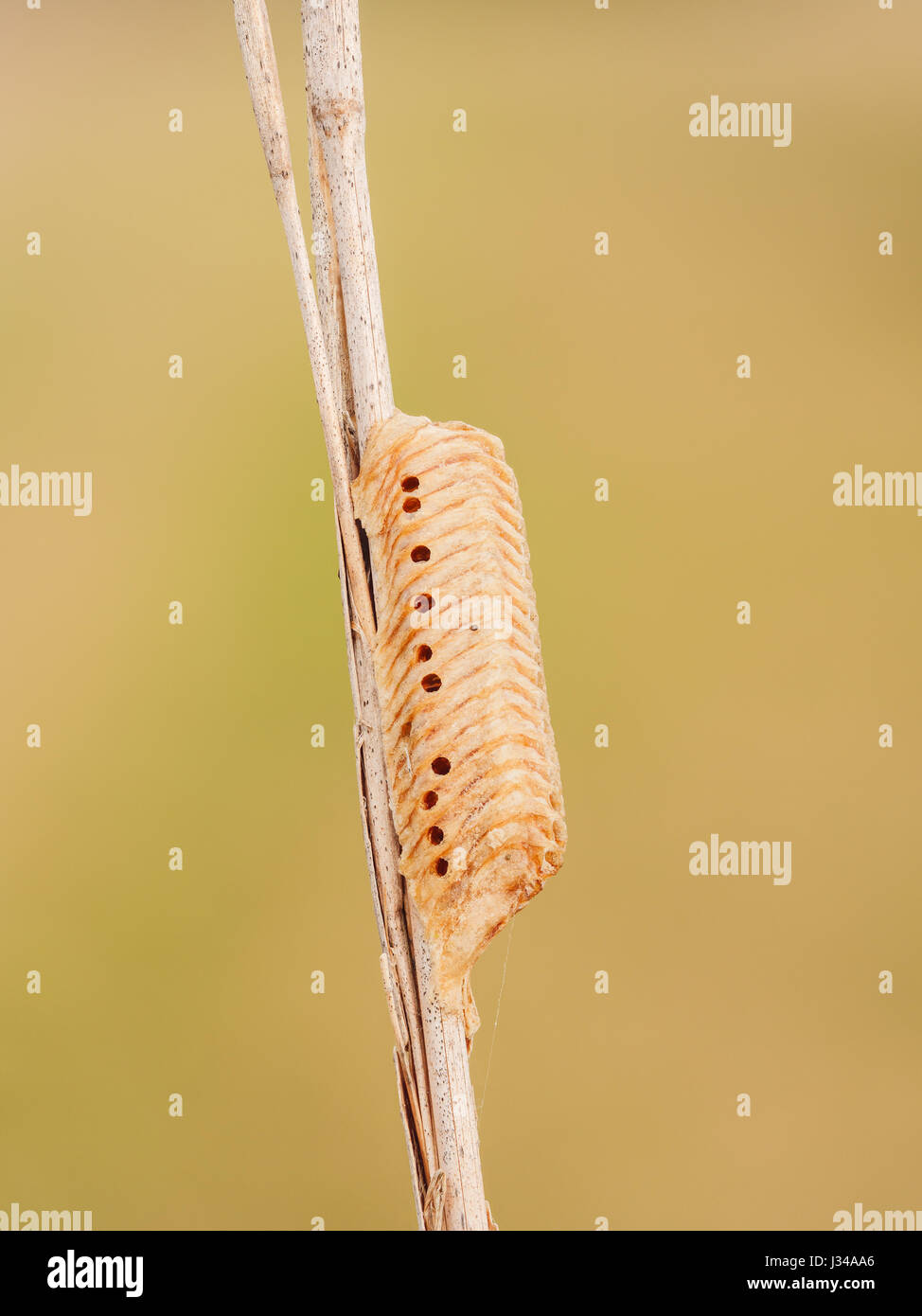 American grass mantis hi-res stock photography and images - Alamy