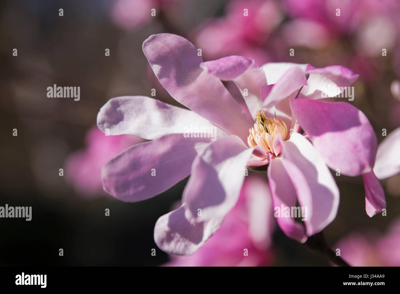 Close-up of a pink and white Loebner Magnolia x loebneri Leonard Messel ...