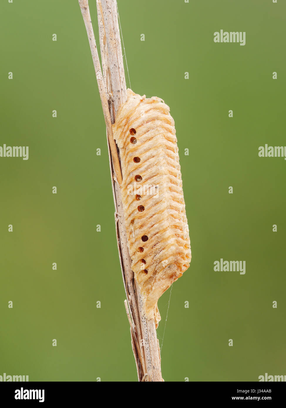 American grass mantis hi-res stock photography and images - Alamy