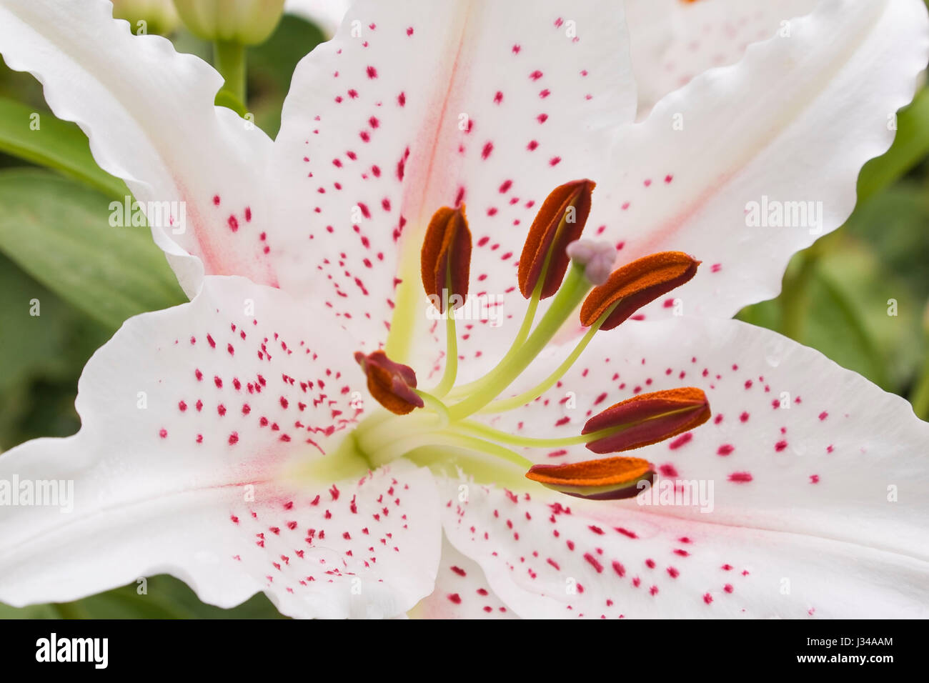 Close-up of white and pink Lilium - Lily flower with stamens covered with pollen in summer Stock ...