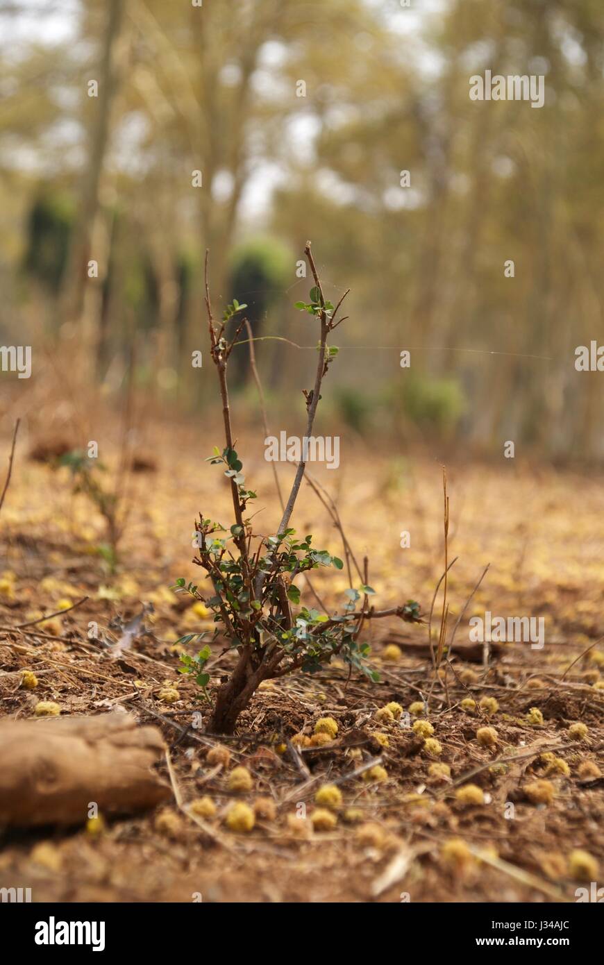 Fever tree forest Stock Photo - Alamy