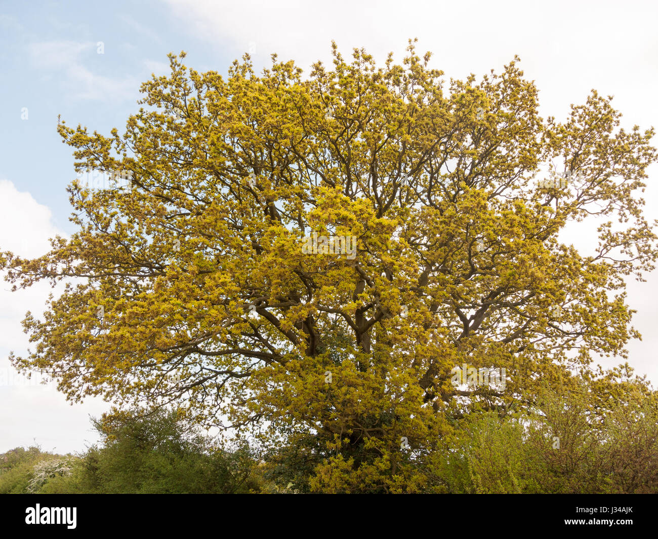 a lush and vibrant tree with many leaves golden in spring Stock Photo ...