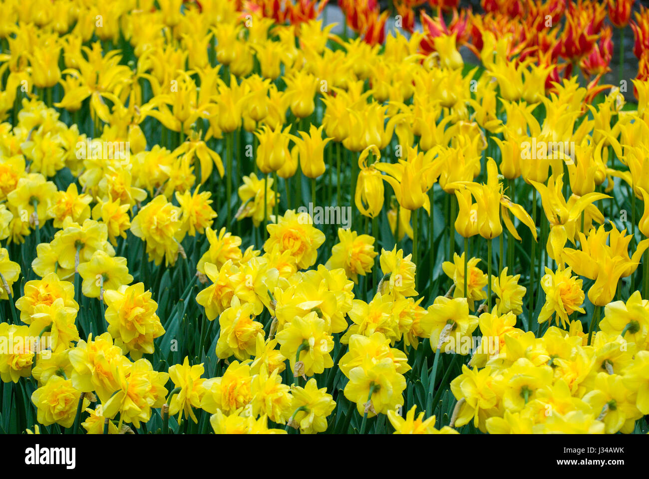 Colorful flowers grow in Keukenhof Garden in the Netherlands Stock ...