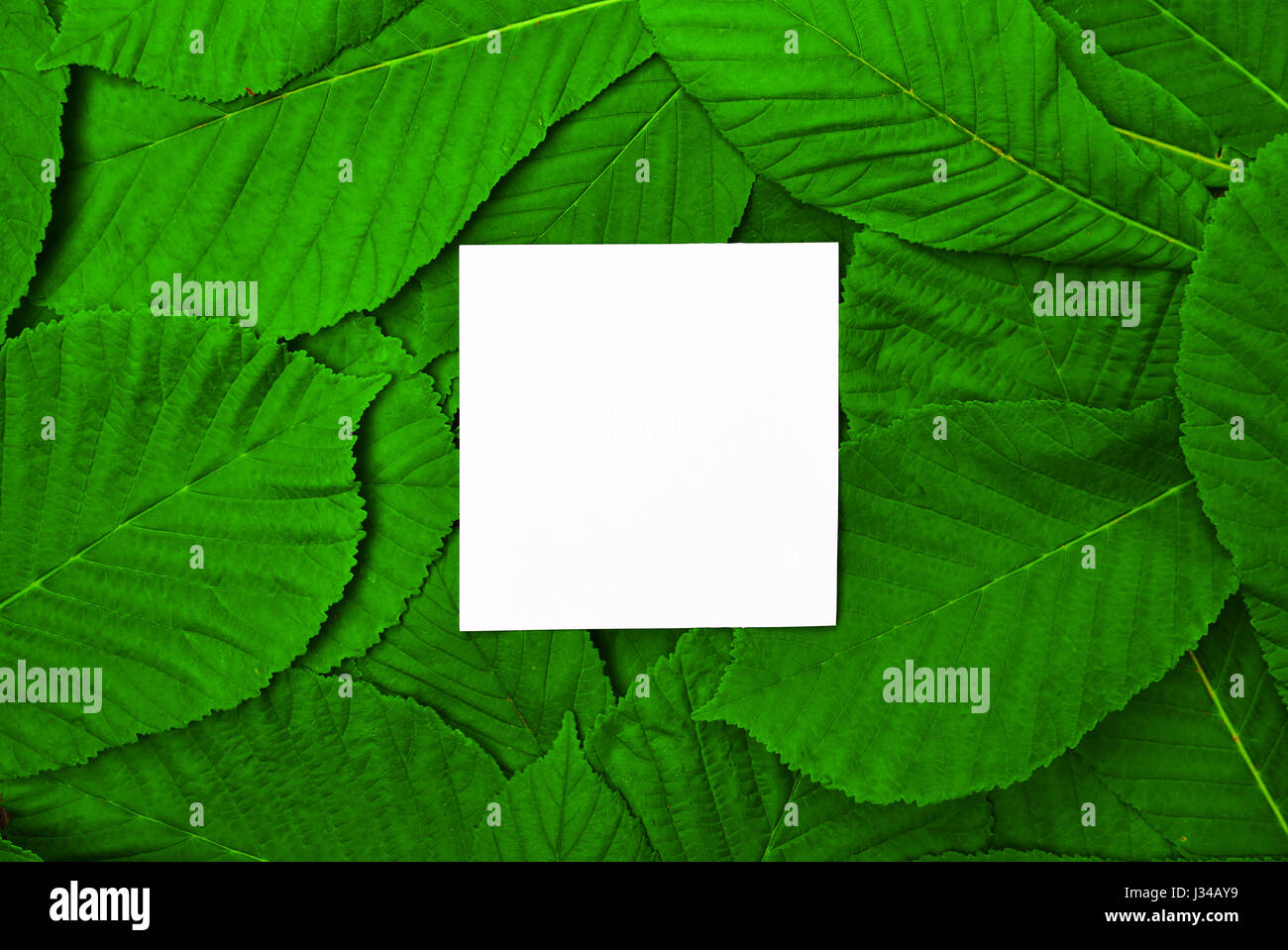 White empty leaf among green leaves of chestnut, top view Stock Photo ...