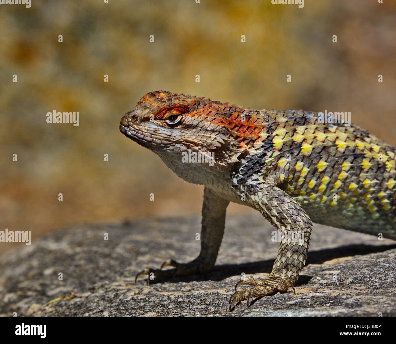 Close up view of Spiny Lizard, genus Sceloporus, on rock in Tohono Chul ...