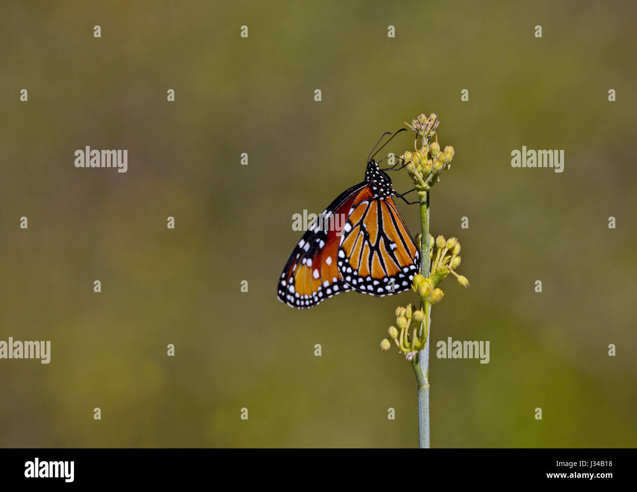 Queen butterfly, distinguished from Monarch by white spots on hind ...