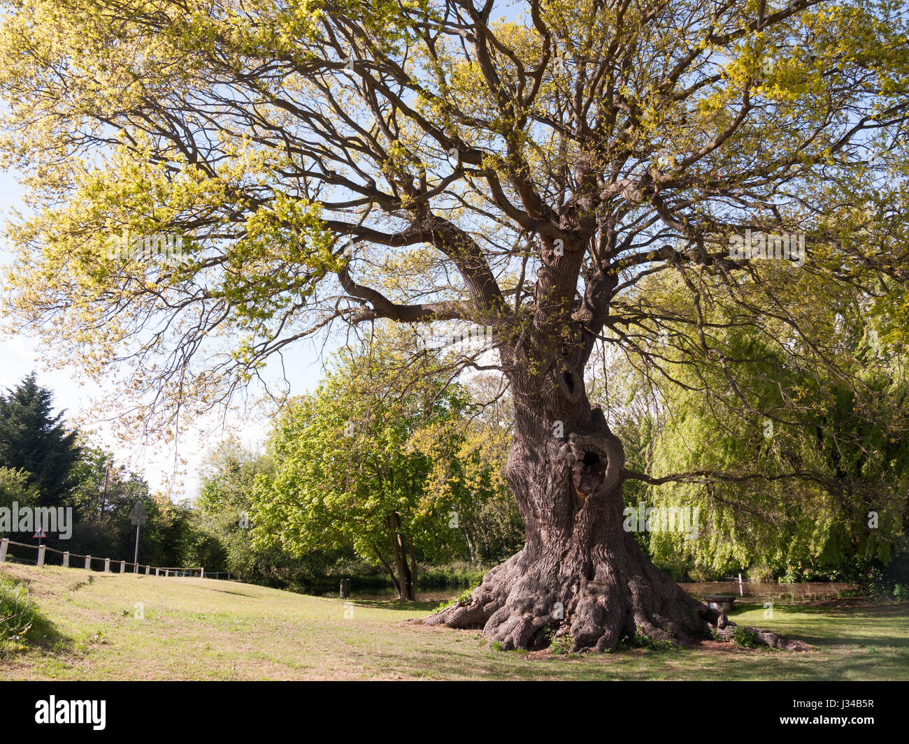 a gorgeous and massive oak tree outside on a sunny day with plenty of ...